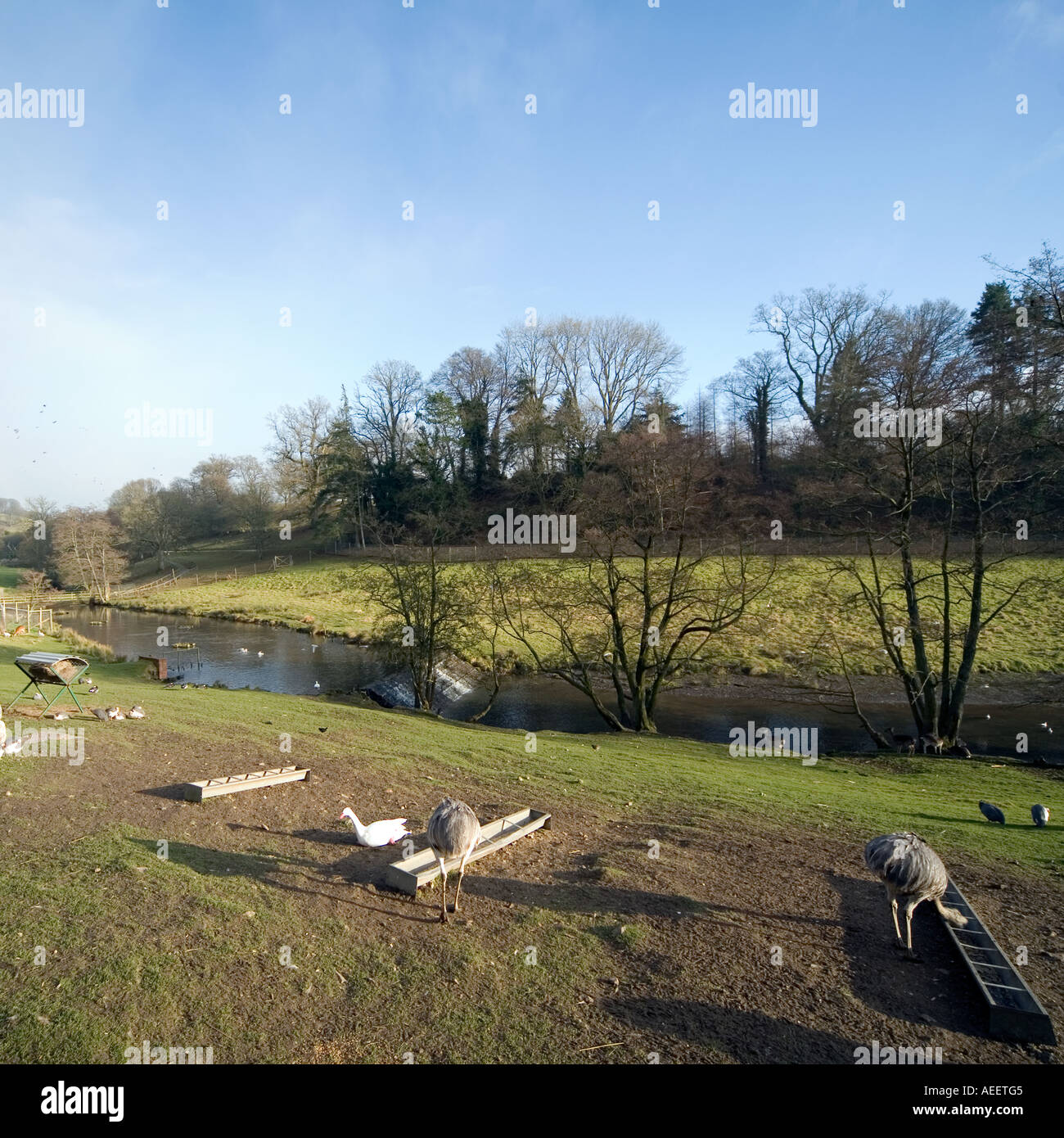 Cricket St. Thomas Wildlife Park Mangold Somerset England Vogel Strauß ...