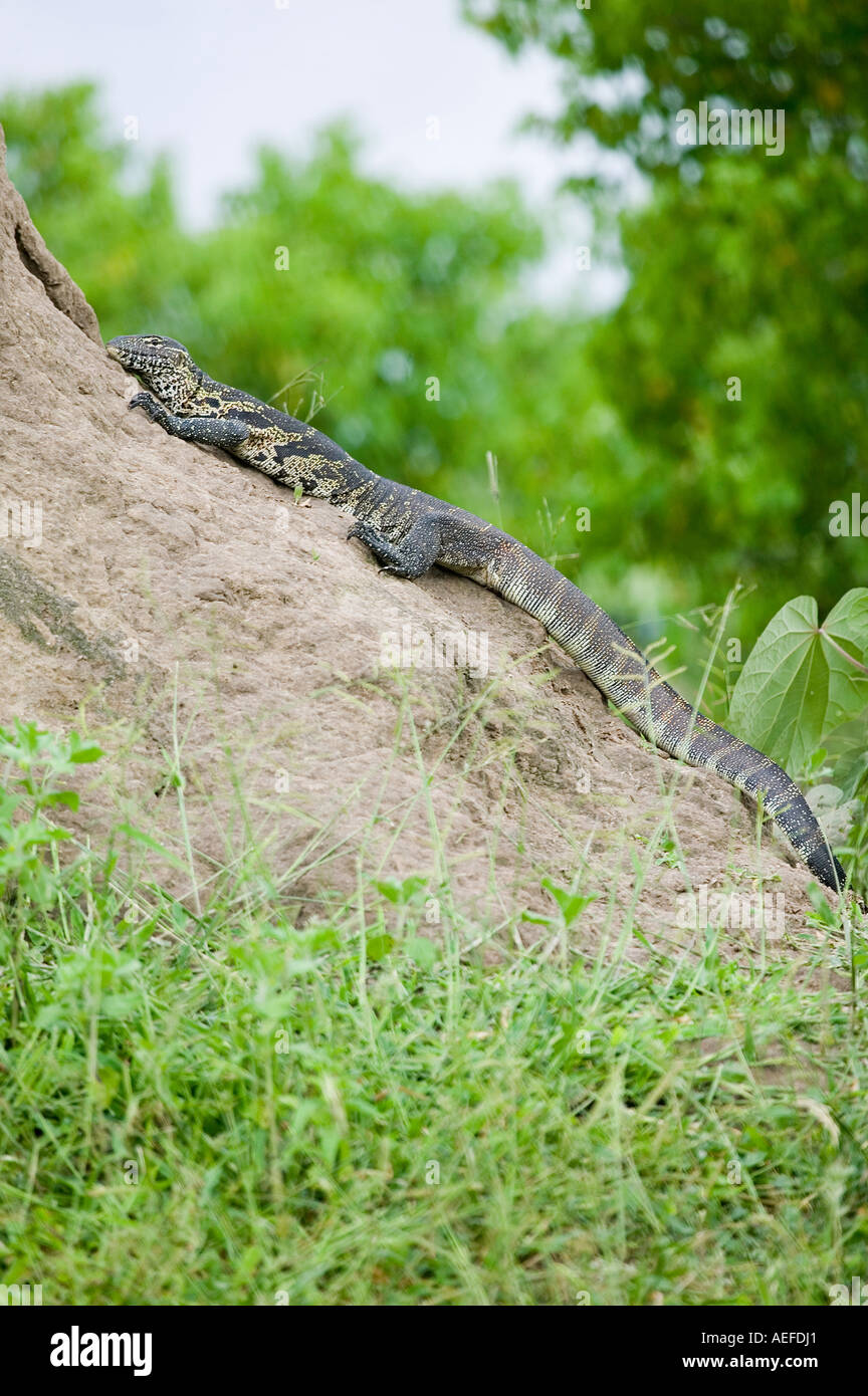 Nile monitor lizard -Fotos und -Bildmaterial in hoher Auflösung – Alamy