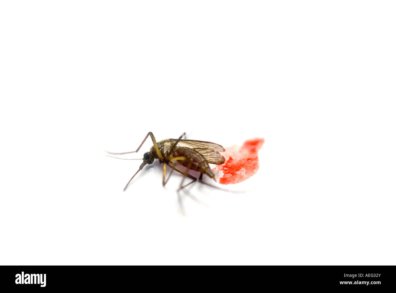 Mosquito dead -Fotos und -Bildmaterial in hoher Auflösung – Alamy