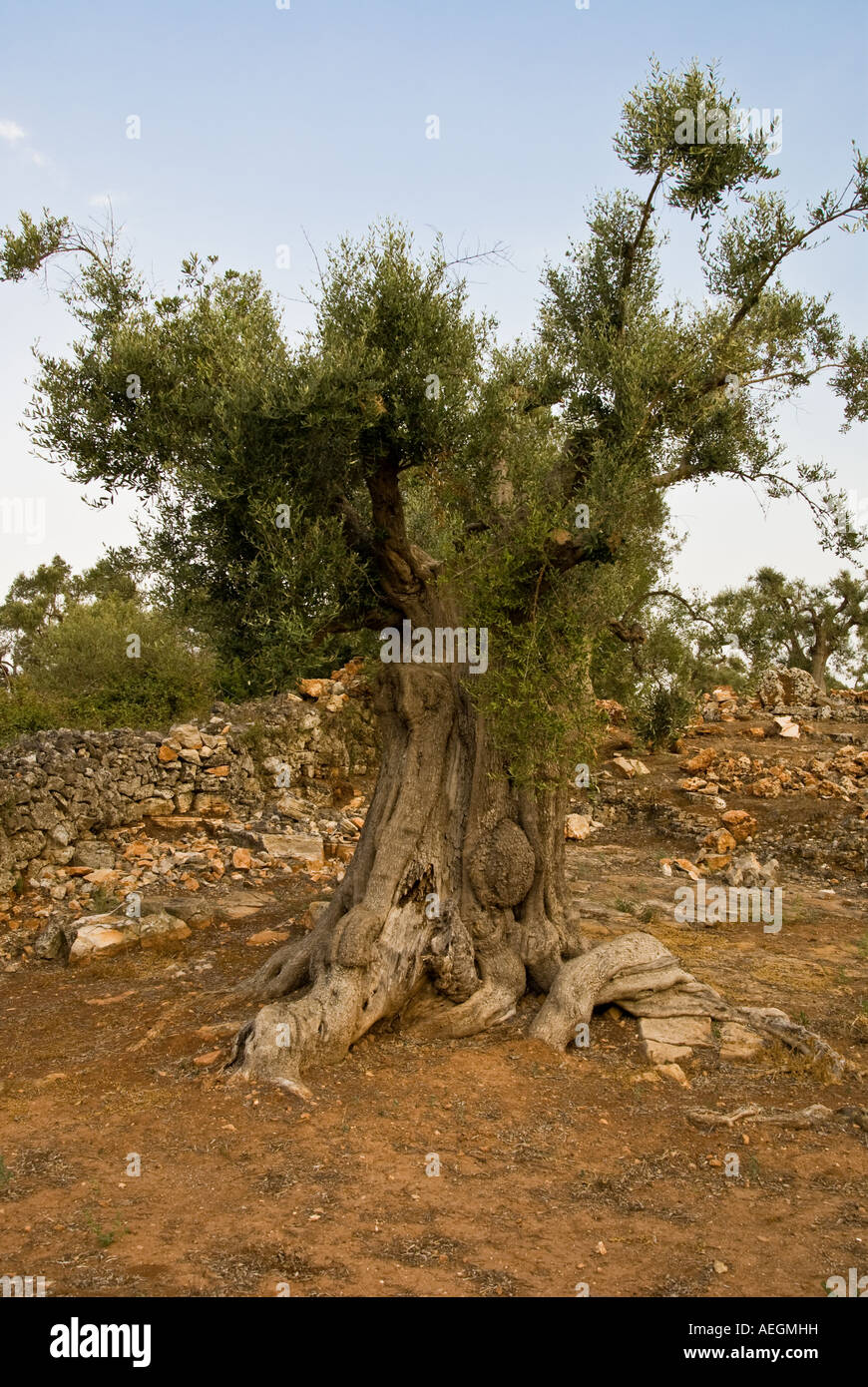Ulivo olivenbaum -Fotos und -Bildmaterial in hoher Auflösung – Alamy