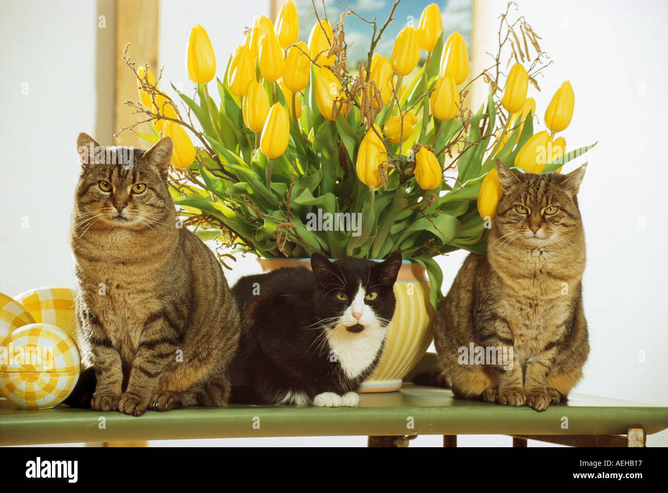 Katzen und blumen -Fotos und -Bildmaterial in hoher Auflösung – Alamy