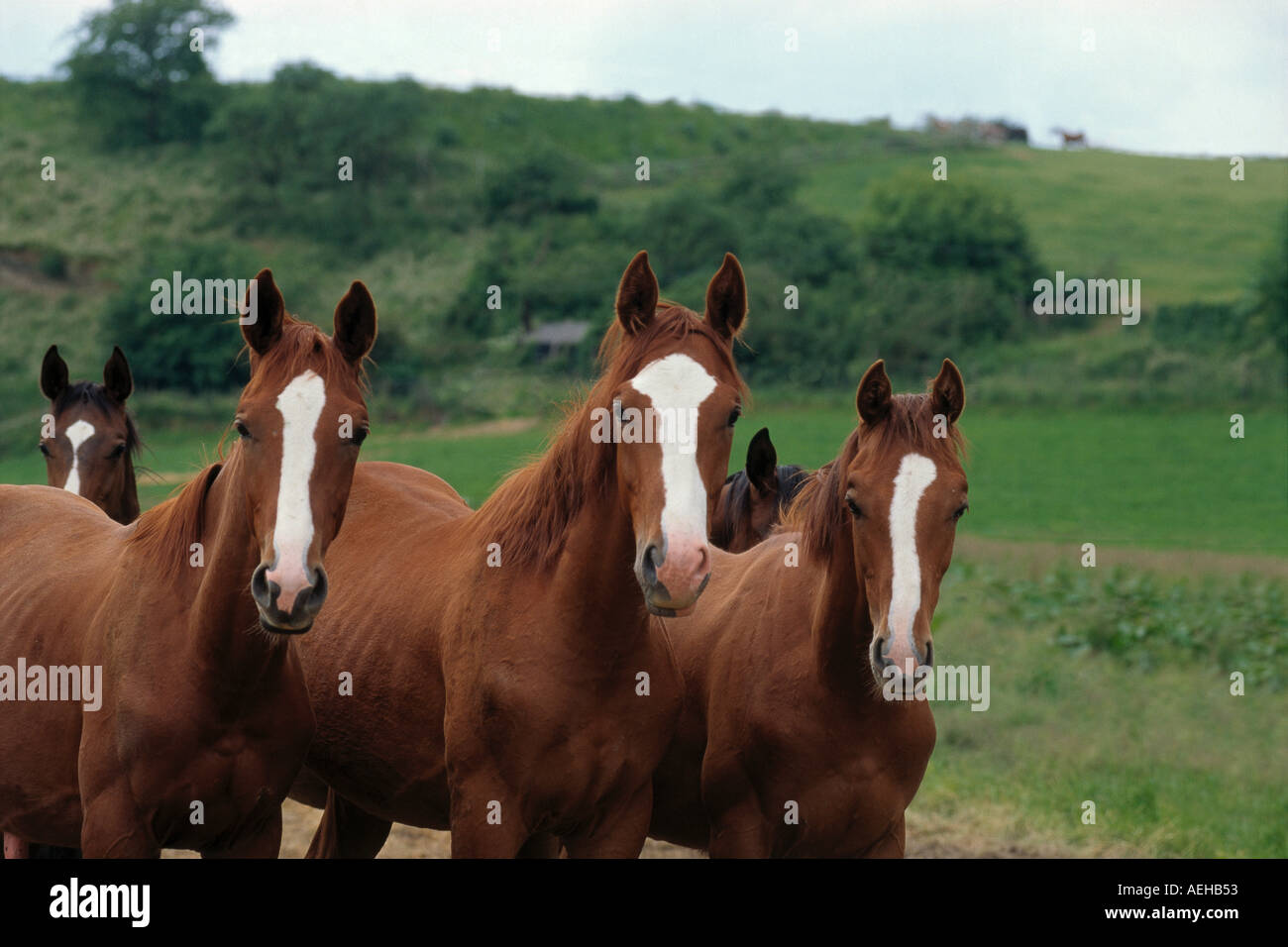 Stehendes pferd verschiedene tiere -Fotos und -Bildmaterial in hoher ...