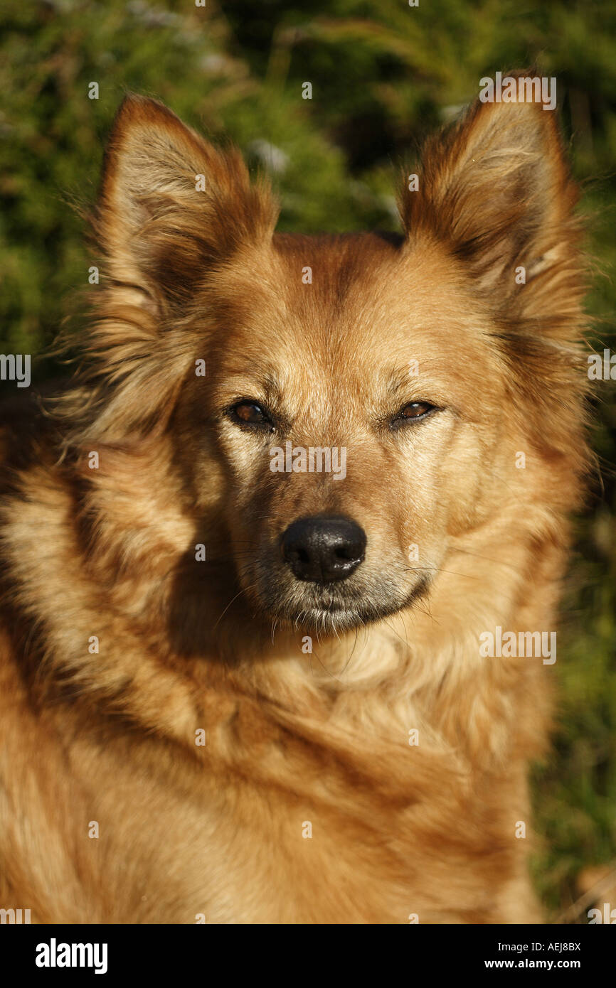 Harzer fuchs portrait -Fotos und -Bildmaterial in hoher Auflösung – Alamy