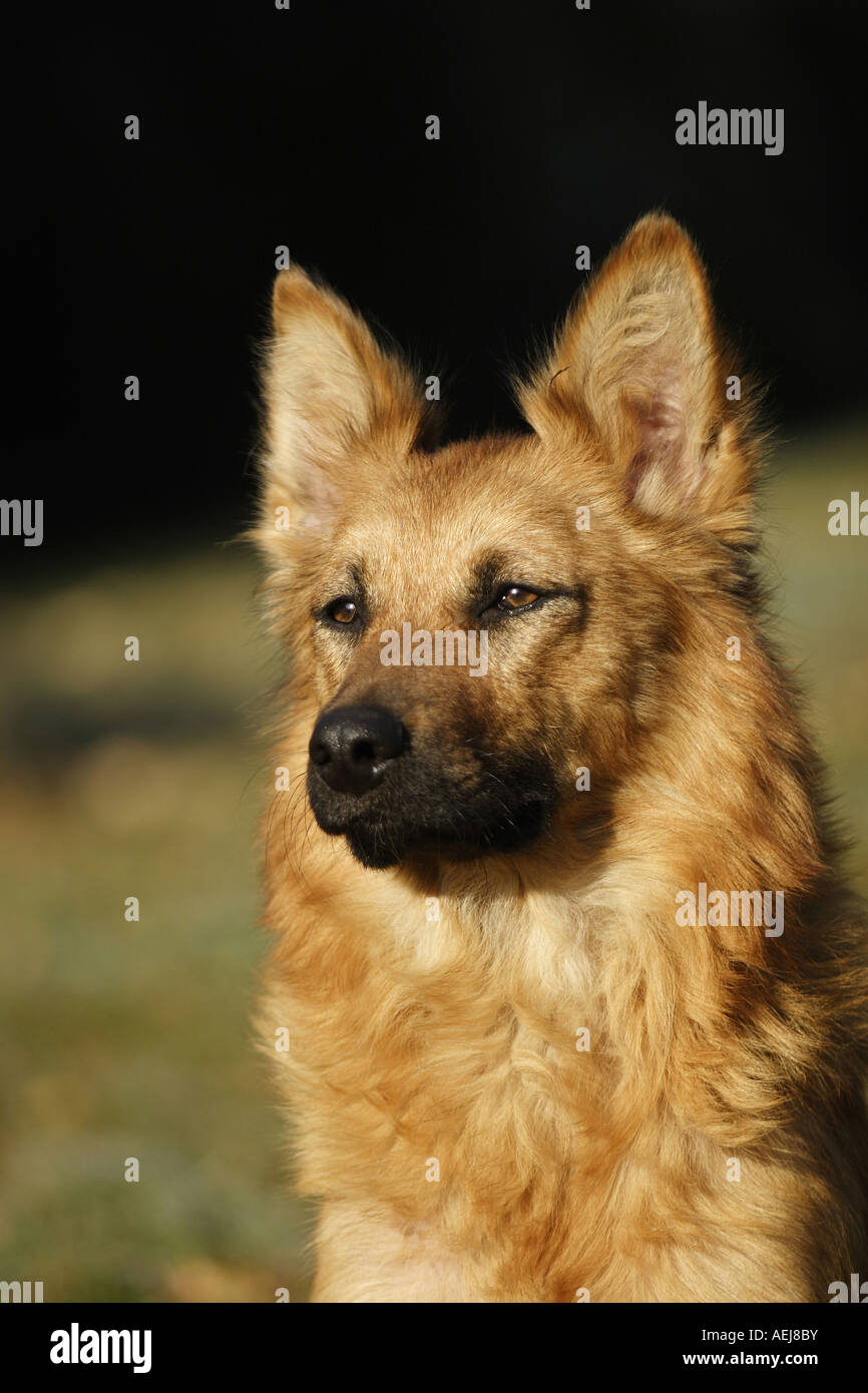 Harzer fuchs portrait -Fotos und -Bildmaterial in hoher Auflösung – Alamy