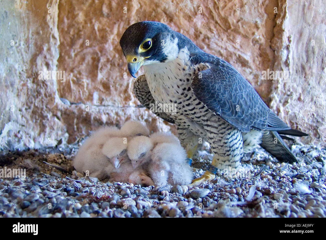 Wanderfalken nistkasten -Fotos und -Bildmaterial in hoher Auflösung – Alamy