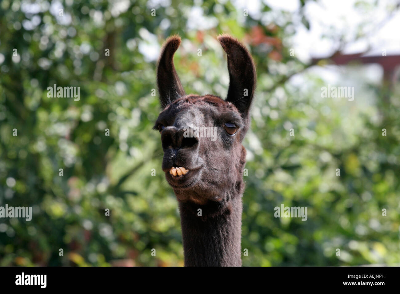 Schwarzes lama -Fotos und -Bildmaterial in hoher Auflösung – Alamy