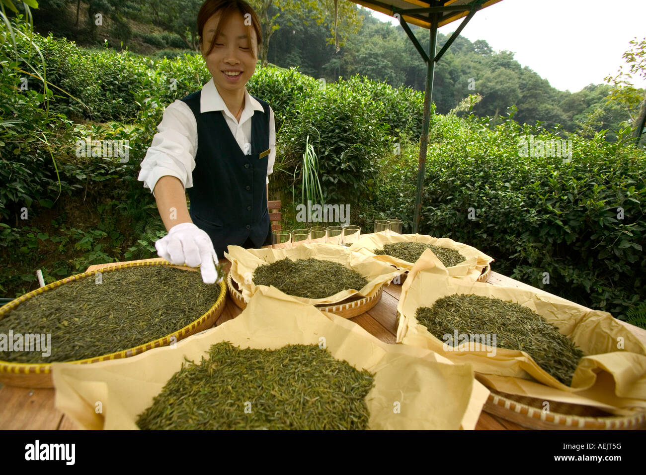 Tea plantation hangzhou zhejiang china -Fotos und -Bildmaterial in ...