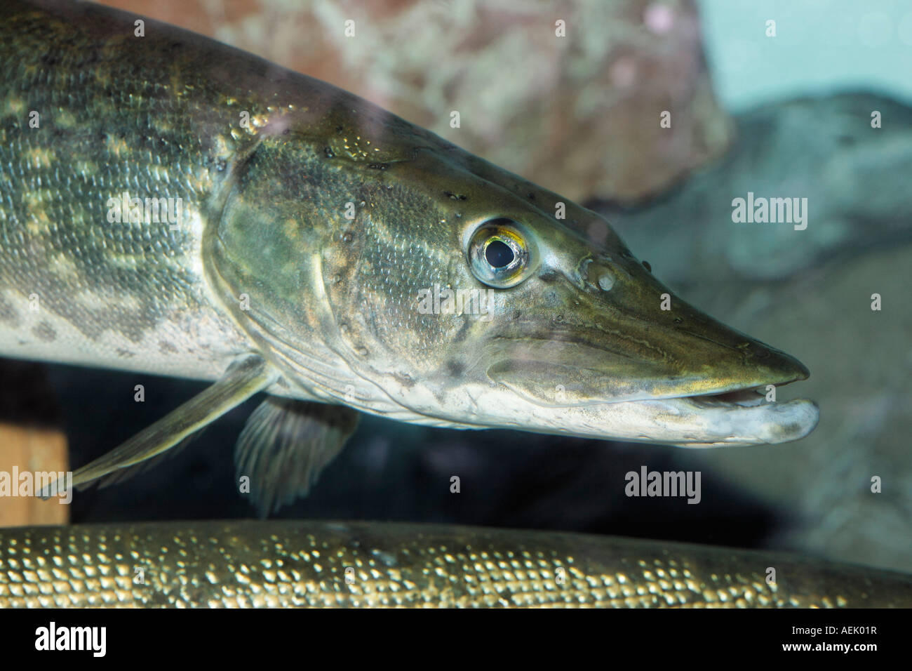 Hecht fisch -Fotos und -Bildmaterial in hoher Auflösung – Alamy