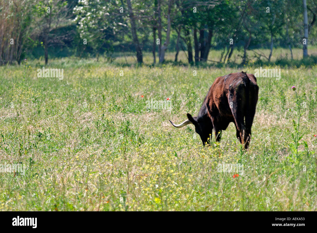 Camargue stier -Fotos und -Bildmaterial in hoher Auflösung – Alamy