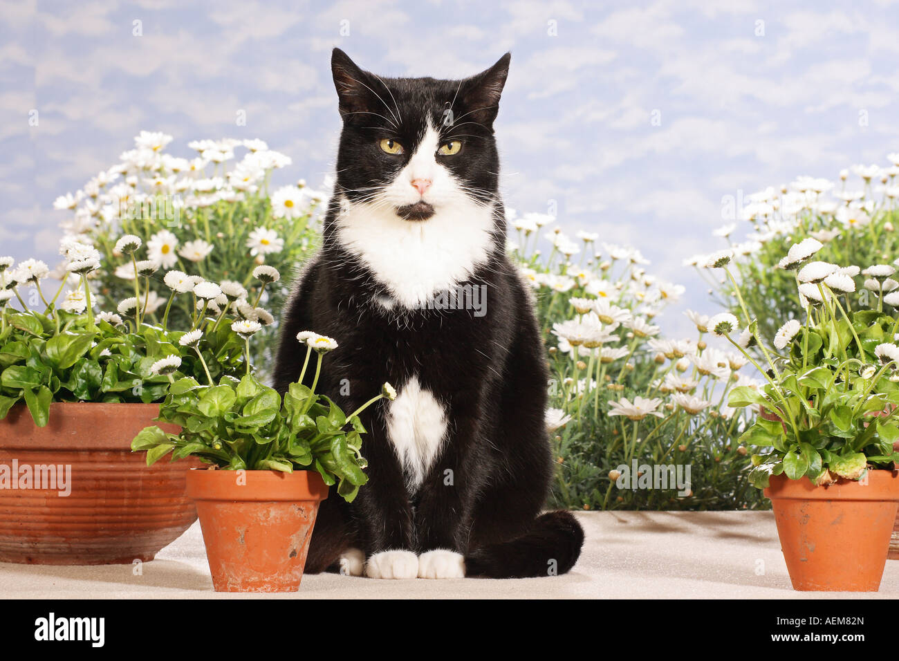 Katzen und blumen -Fotos und -Bildmaterial in hoher Auflösung – Alamy