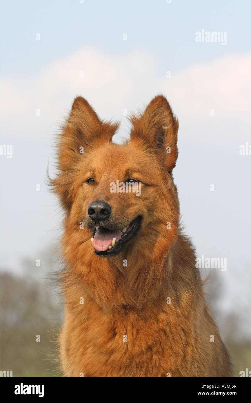 Harzer Fuchs Portrait Stockfotos und -bilder Kaufen - Alamy