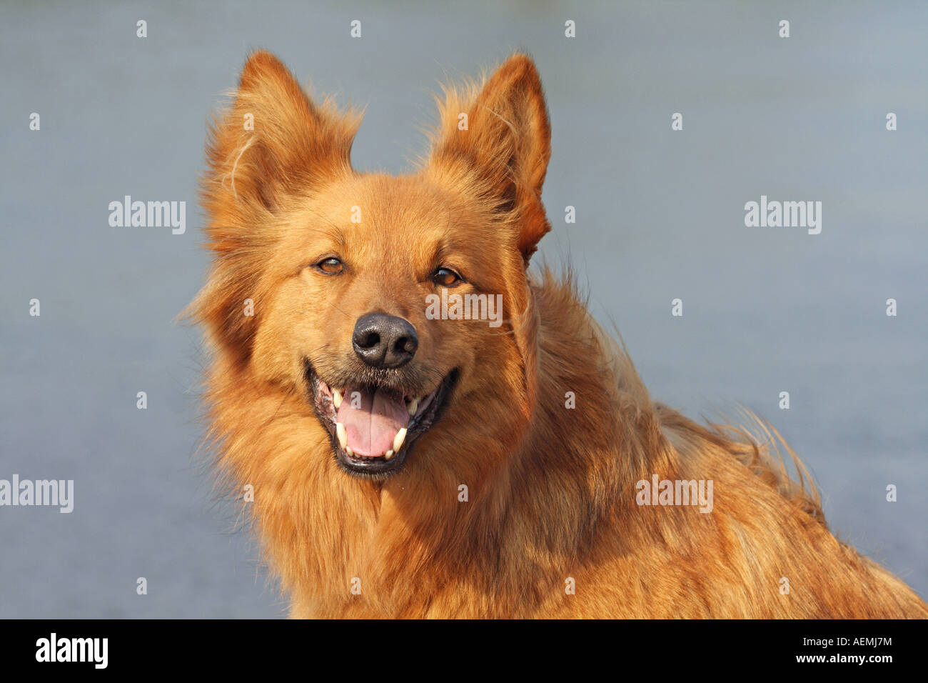 Harzer fuchs portrait -Fotos und -Bildmaterial in hoher Auflösung – Alamy