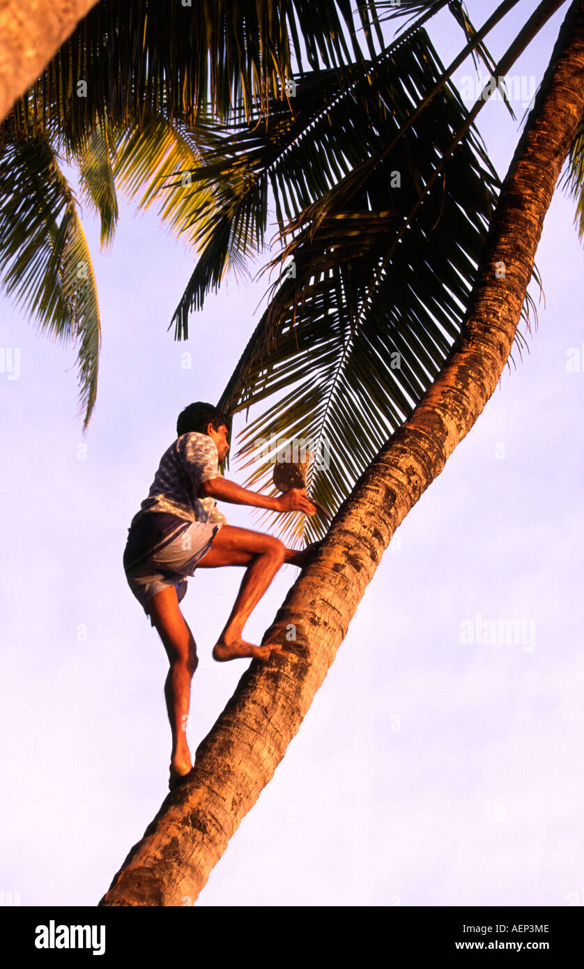 Indischer toddy tapper -Fotos und -Bildmaterial in hoher Auflösung – Alamy