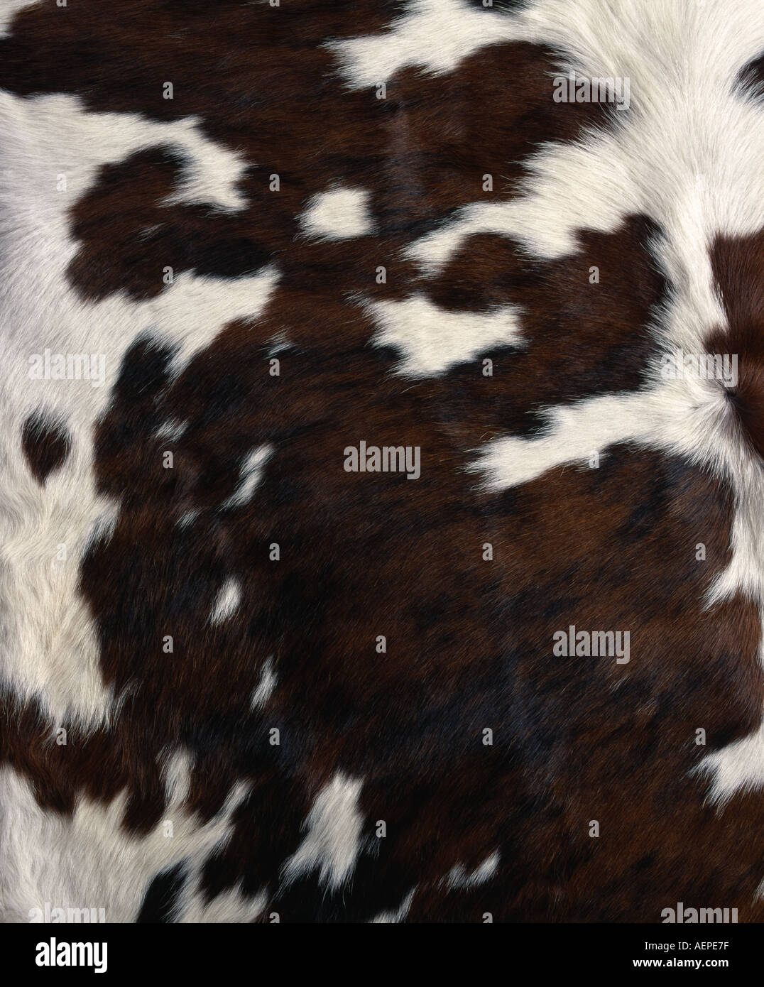 Kuhfell teppich -Fotos und -Bildmaterial in hoher Auflösung – Alamy