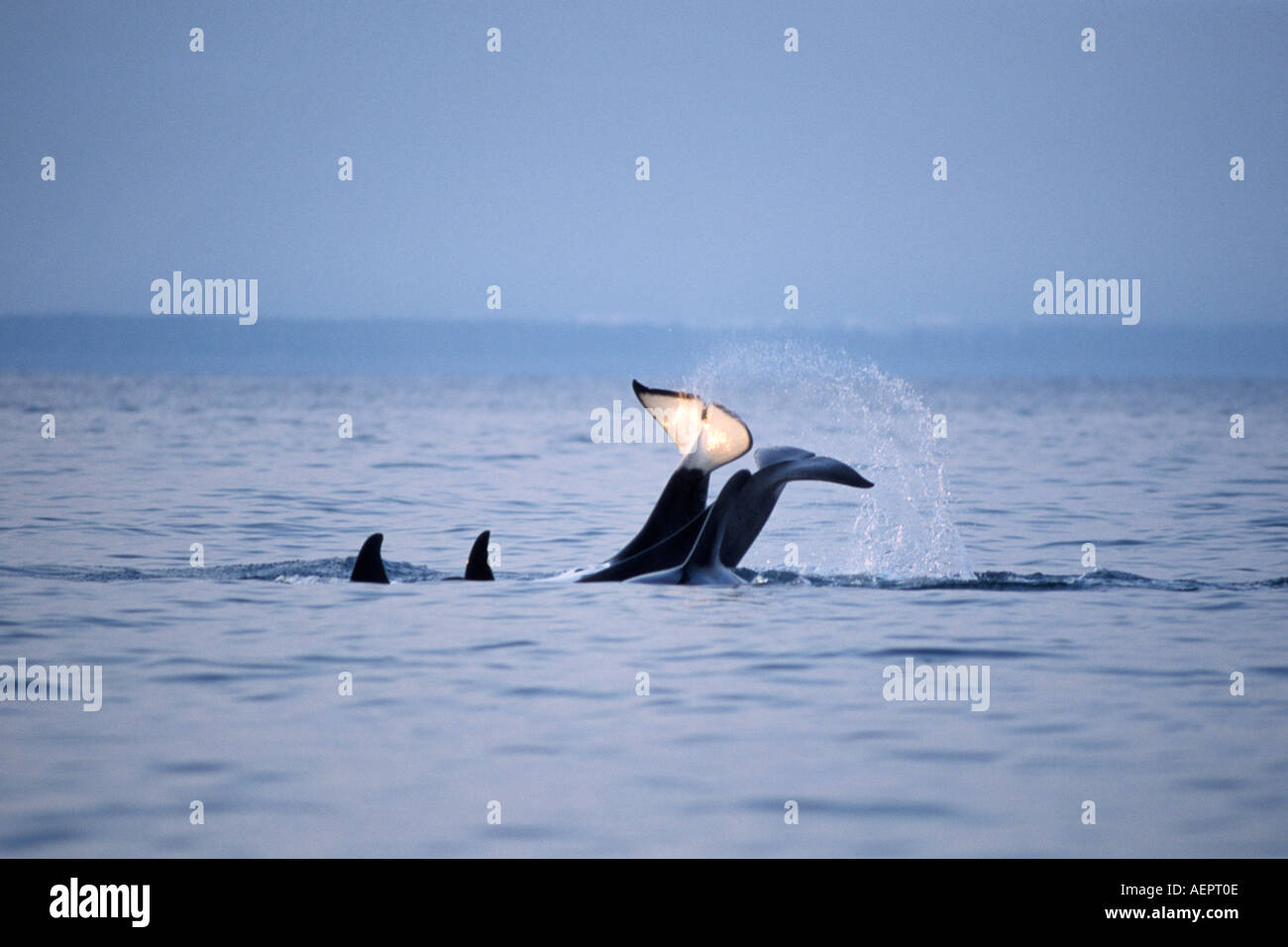 Großer Schwertwal Orcinus Orca Pod Tails in der Luft Kenai Fjords ...