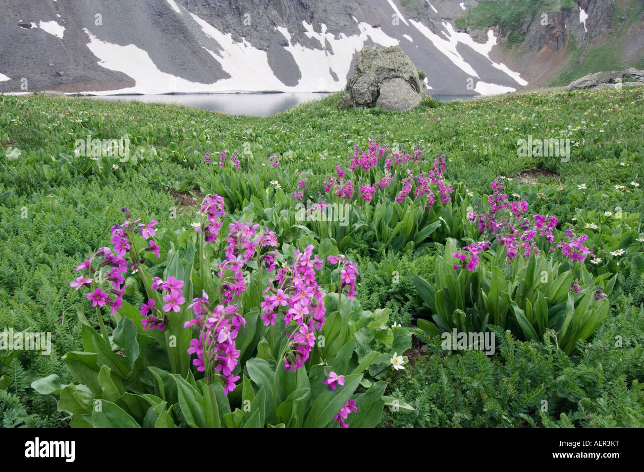 Parrys primel wildblumen -Fotos und -Bildmaterial in hoher Auflösung ...