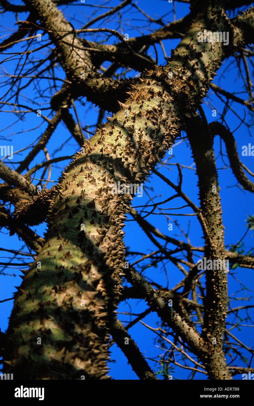 Akazien rinde -Fotos und -Bildmaterial in hoher Auflösung – Alamy