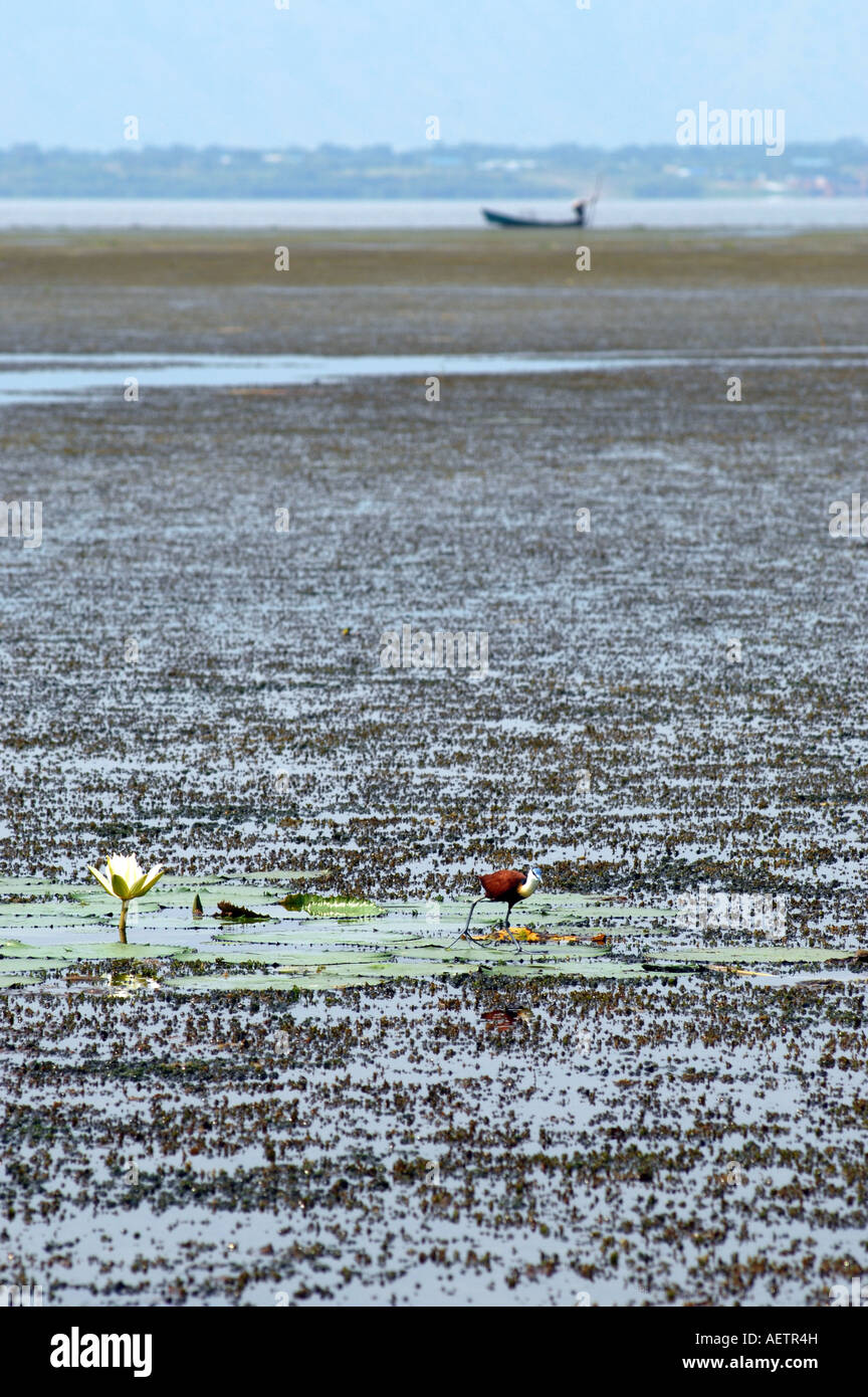Albert rift tal -Fotos und -Bildmaterial in hoher Auflösung – Alamy