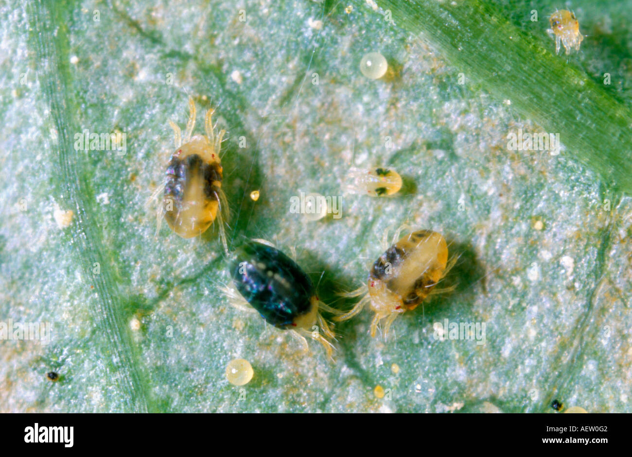 Zwei spotted oder rote spinnmilbe -Fotos und -Bildmaterial in hoher ...