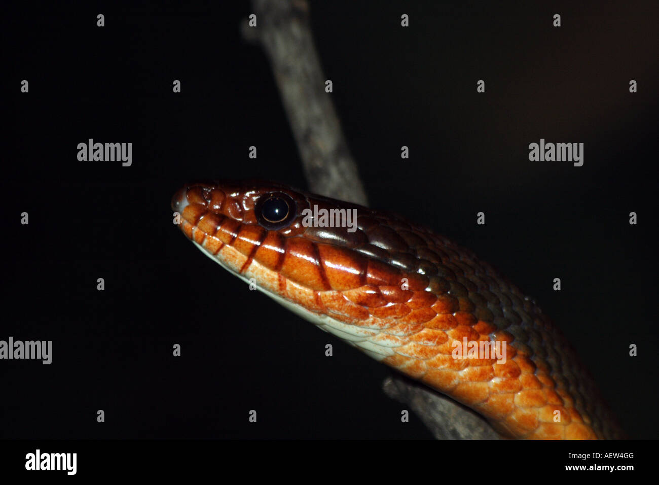 Schöne schlange -Fotos und -Bildmaterial in hoher Auflösung – Alamy