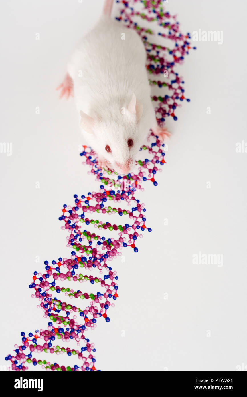 Mouse genetics -Fotos und -Bildmaterial in hoher Auflösung – Alamy