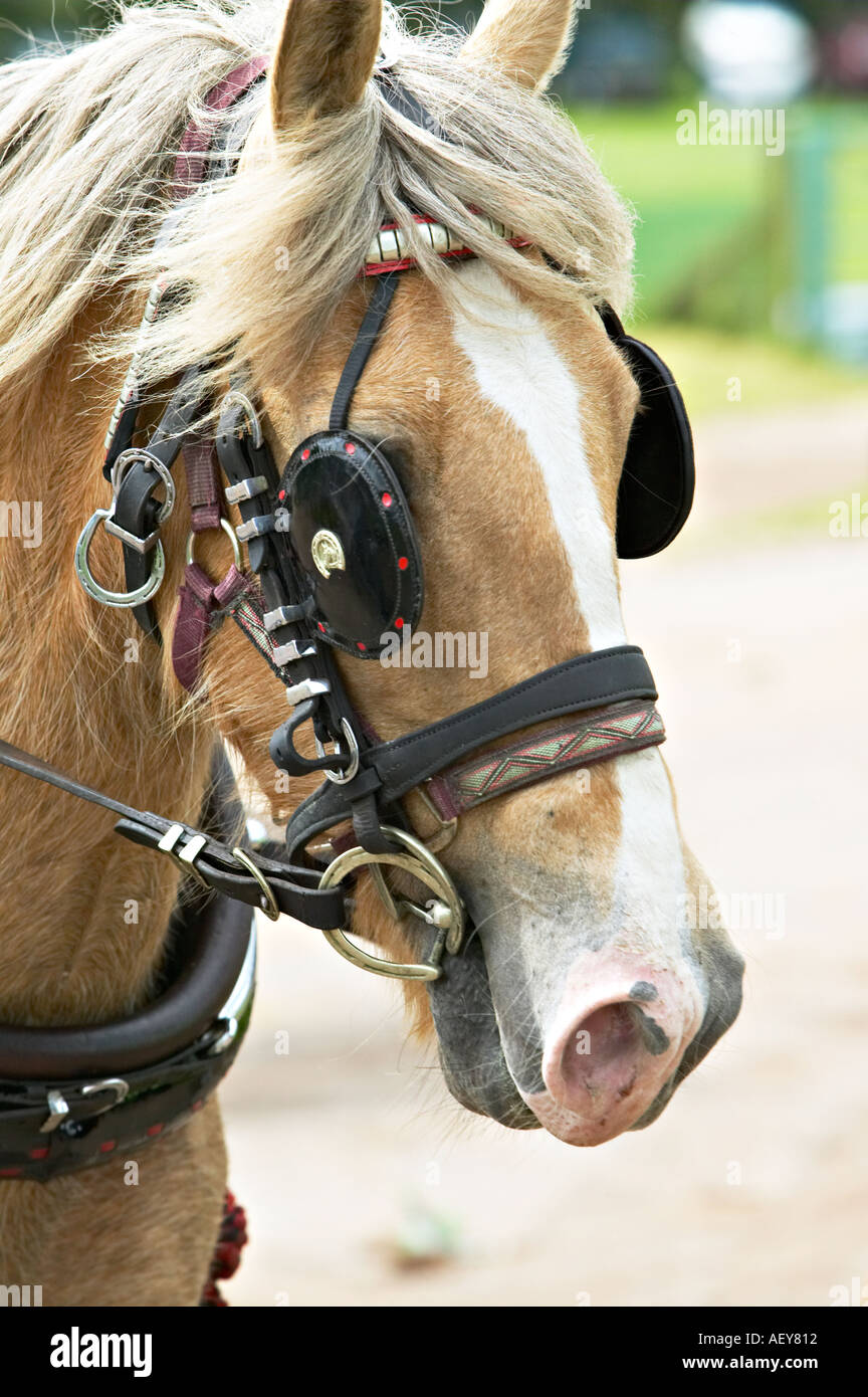 Horse blinkers -Fotos und -Bildmaterial in hoher Auflösung – Alamy