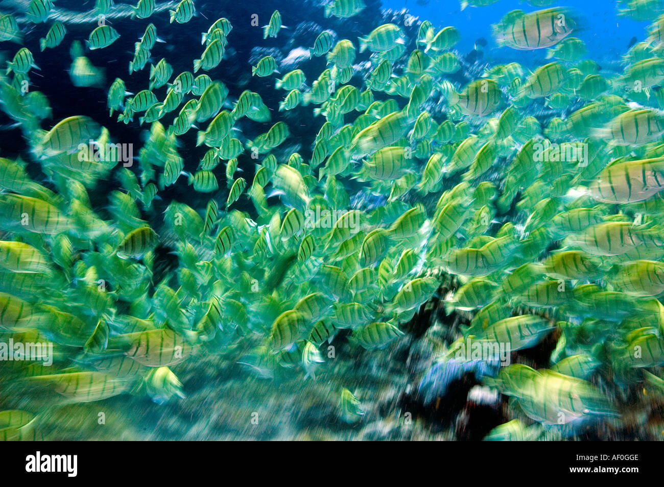 Sträfling Doktorfische Acanthurus Triostegus massive Schule ...