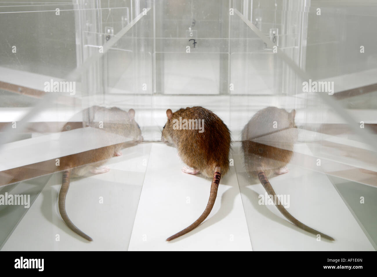 Laborratte in Psychologie experimentieren Glas-Labyrinth ...