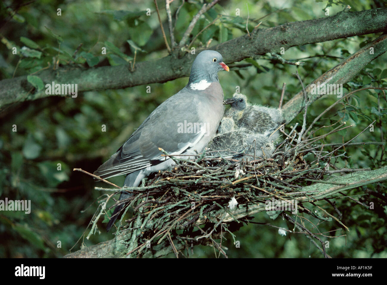 Junge ringeltaube -Fotos und -Bildmaterial in hoher Auflösung – Alamy