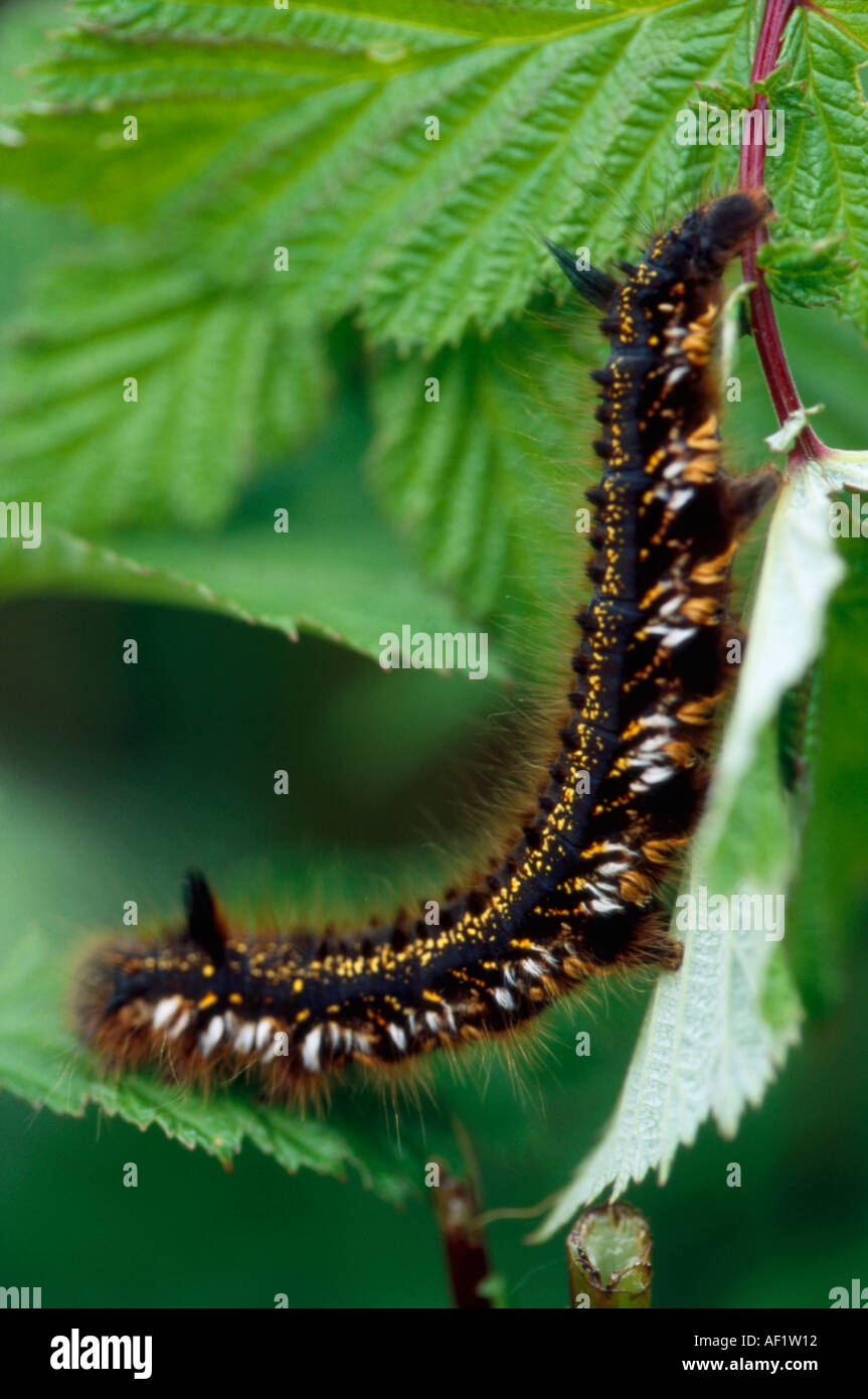 Eine gelbe und schwarze behaarte Raupe surft auf Bramble Blättern ...