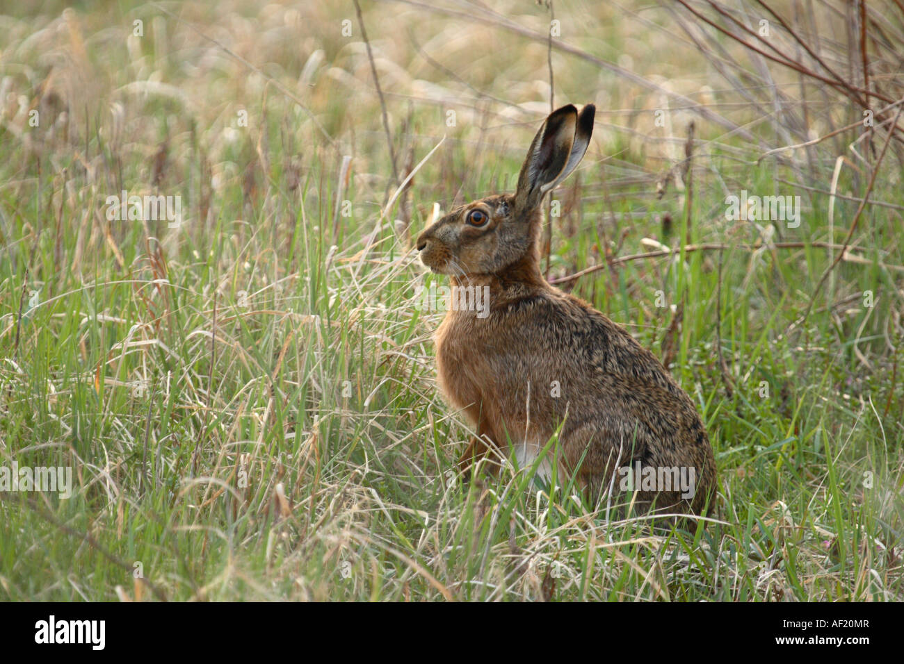Brauner hase hautnah -Fotos und -Bildmaterial in hoher Auflösung – Alamy