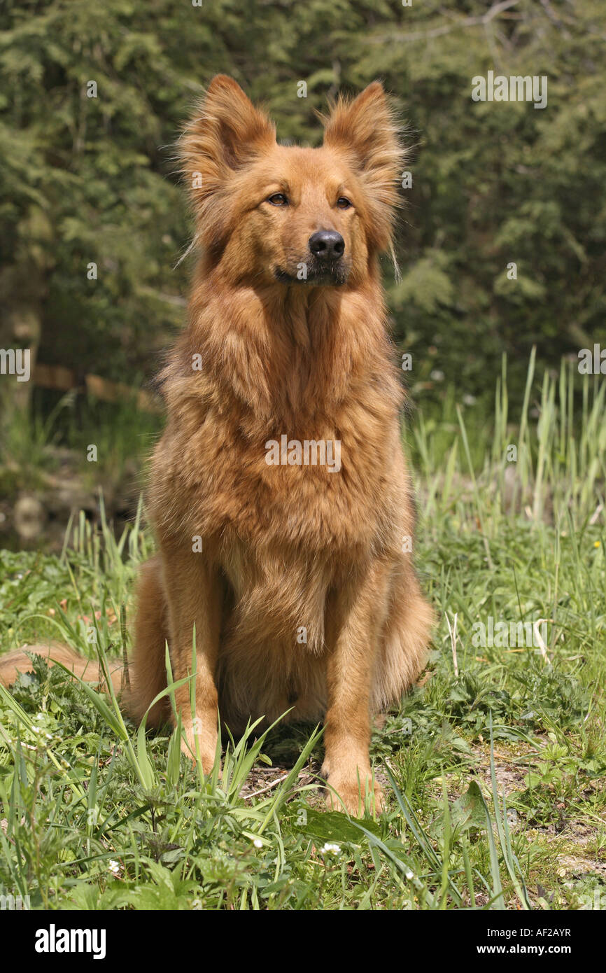 Harzer Fuchs, Harzer Fox (Canis Lupus F. Familiaris), sitzen auf einer ...