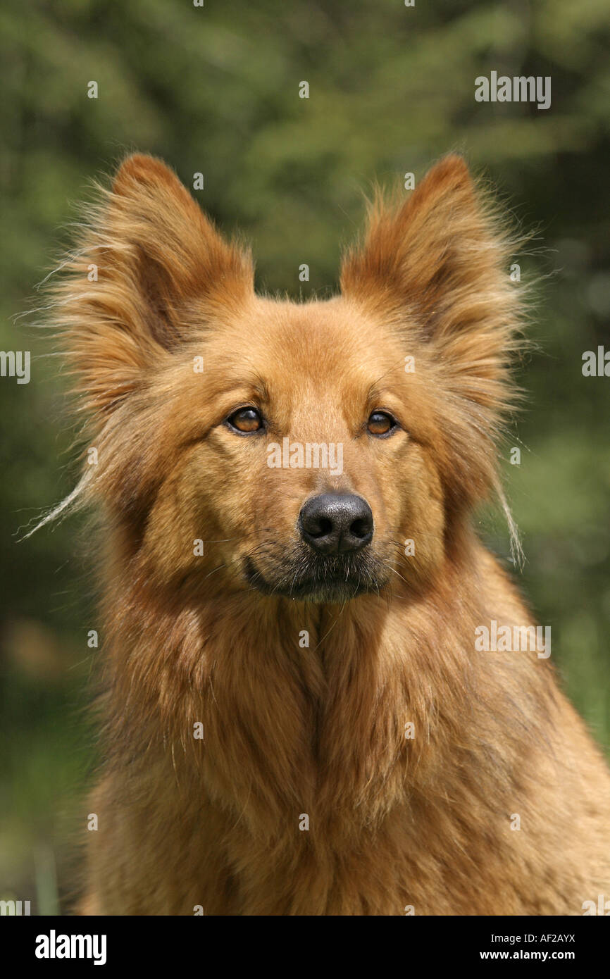 Harzer fuchs -Fotos und -Bildmaterial in hoher Auflösung – Alamy
