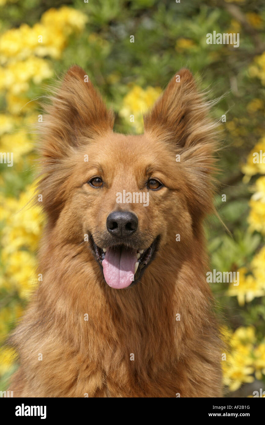 Harzer fuchs -Fotos und -Bildmaterial in hoher Auflösung – Alamy