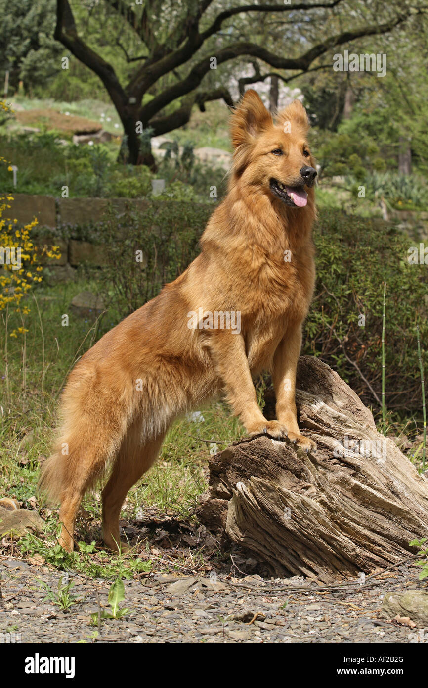 Harzer Fuchs, Harzer Fox (Canis Lupus F. Familiaris), stehend auf asnag ...