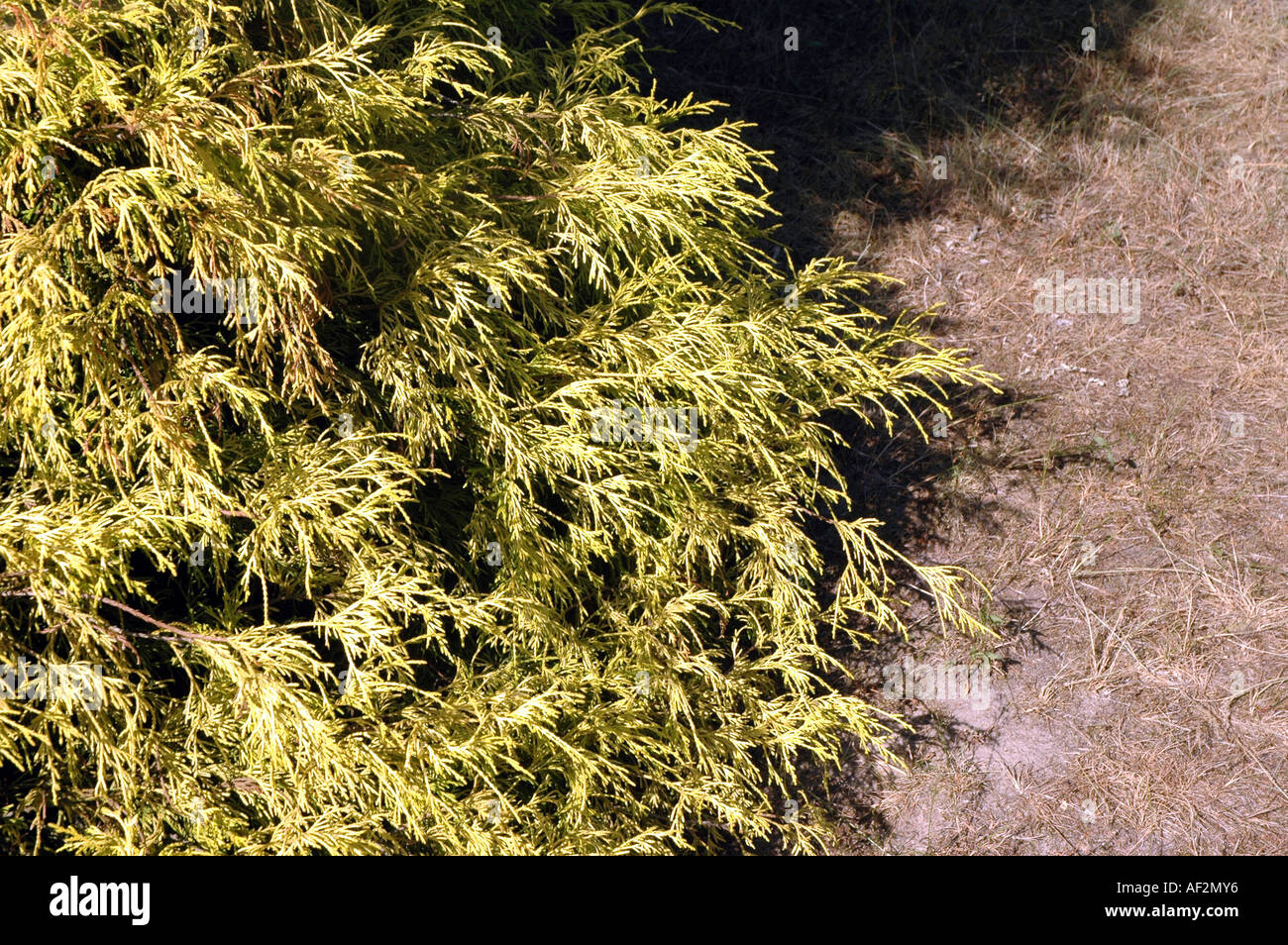 Auch japanische Falsecypress oder Golden Threadleaf Sawara-Zypresse ...