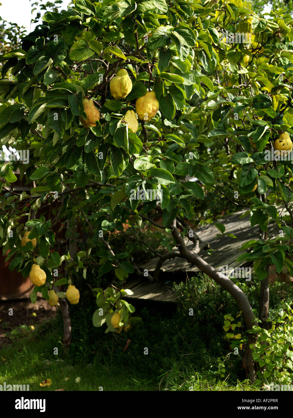 Quitte obstbaum -Fotos und -Bildmaterial in hoher Auflösung – Alamy