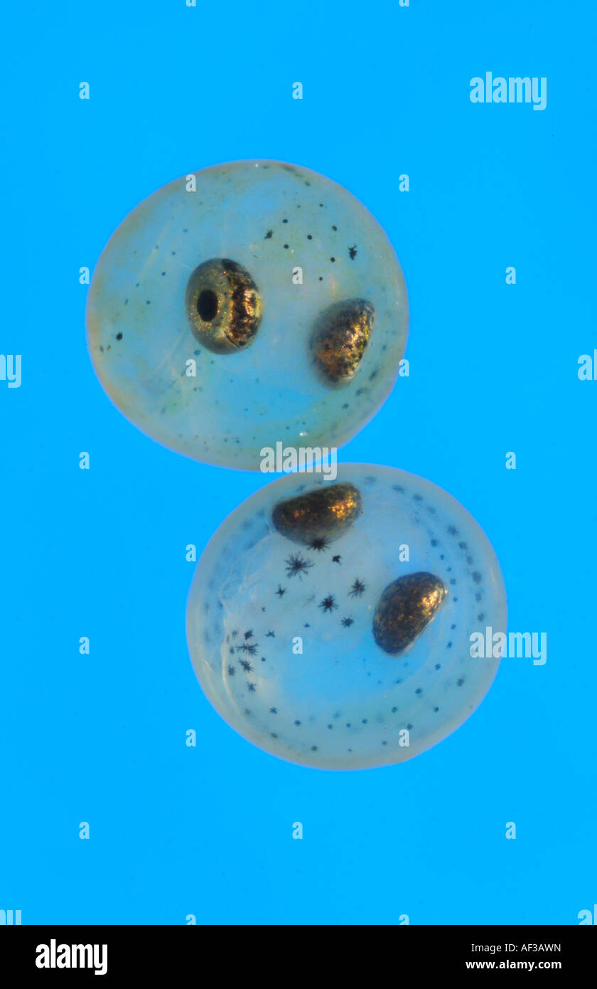 Aquakultur bayern -Fotos und -Bildmaterial in hoher Auflösung – Alamy