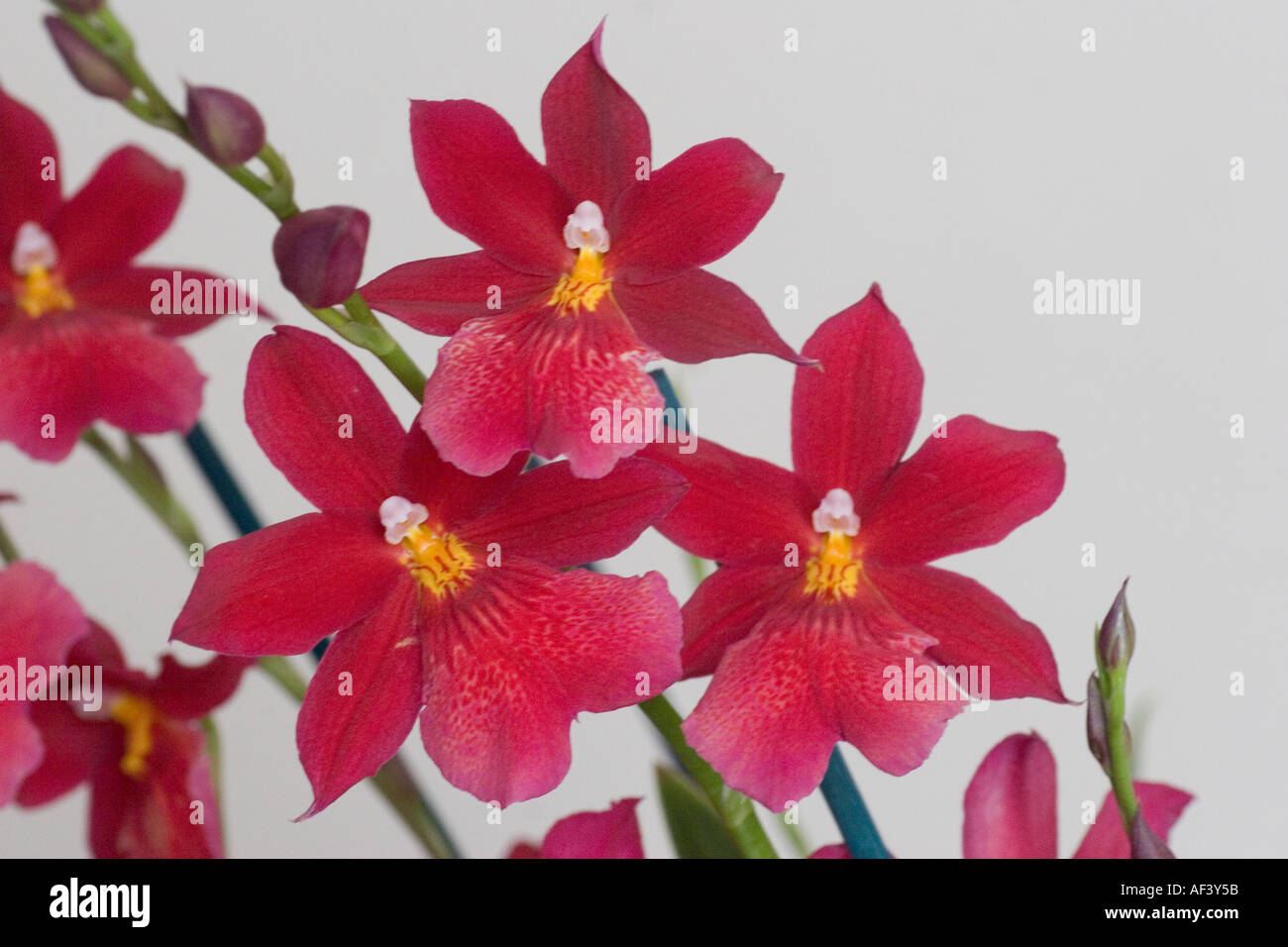 Cambria Orchidee Beallara Stockfotografie - Alamy