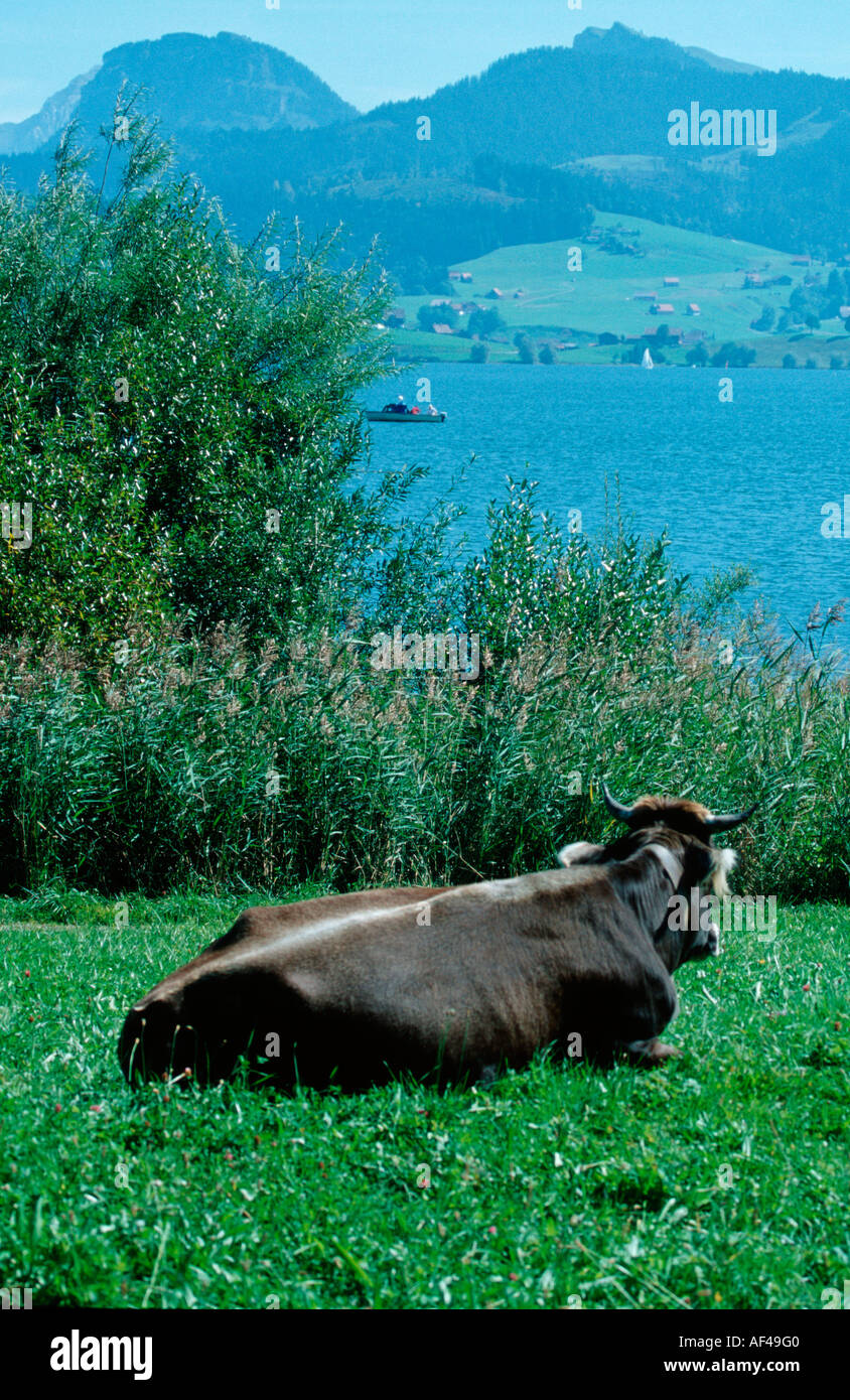 Brown Swiss Kuh, Sihlsee, Schweiz Stockfotografie - Alamy