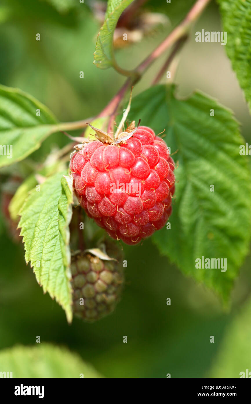 Raspberry plants -Fotos und -Bildmaterial in hoher Auflösung – Alamy