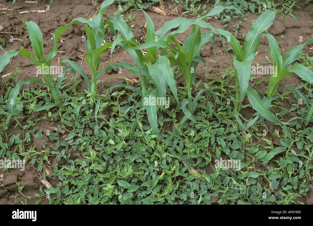Feld Ackerwinde Convolvulus Arvensis in jungen Mais-Ernte-Frankreich ...