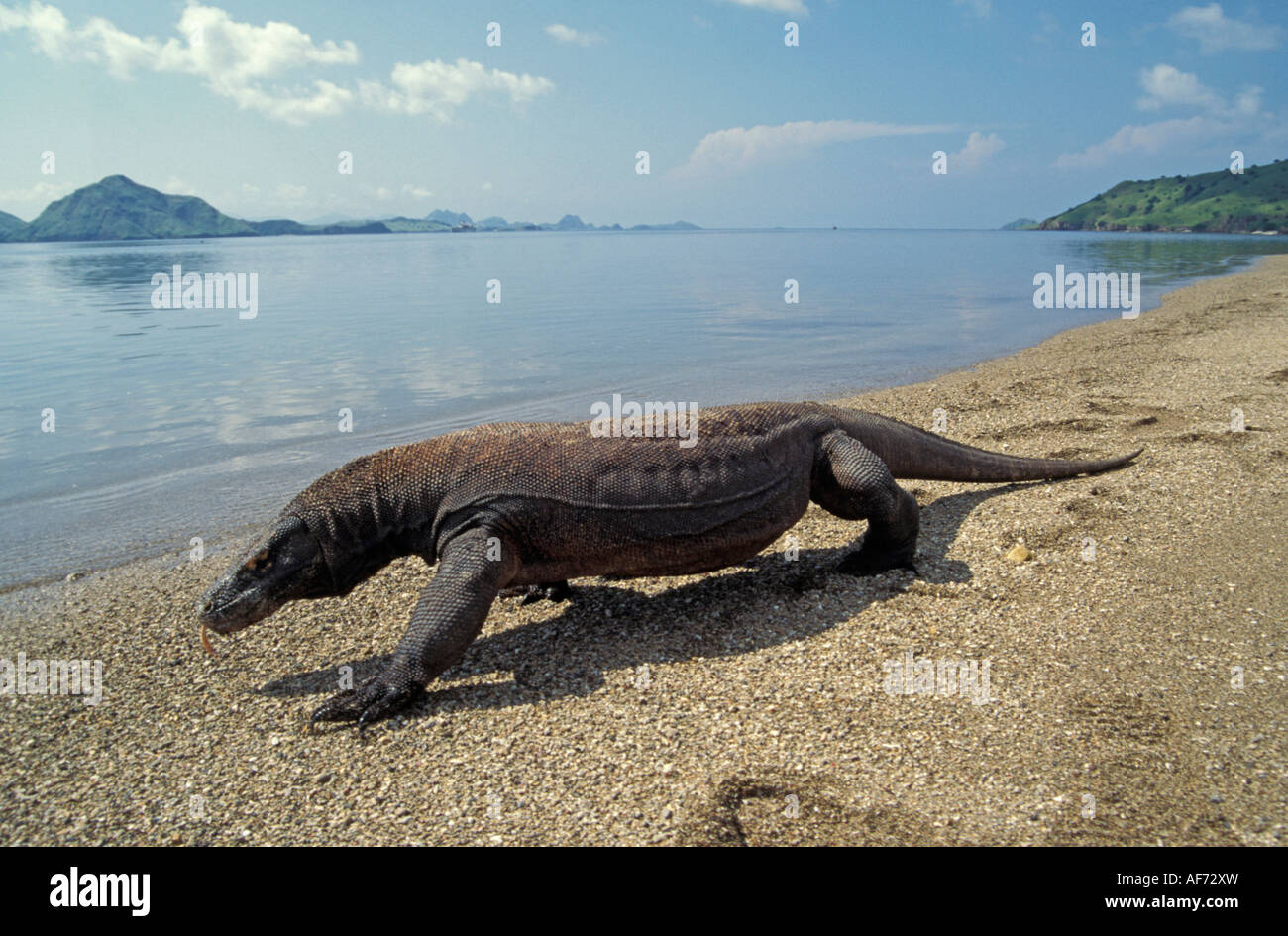 Komodo-Waran (Varanus Komodoensis) am Strand Stockfotografie - Alamy