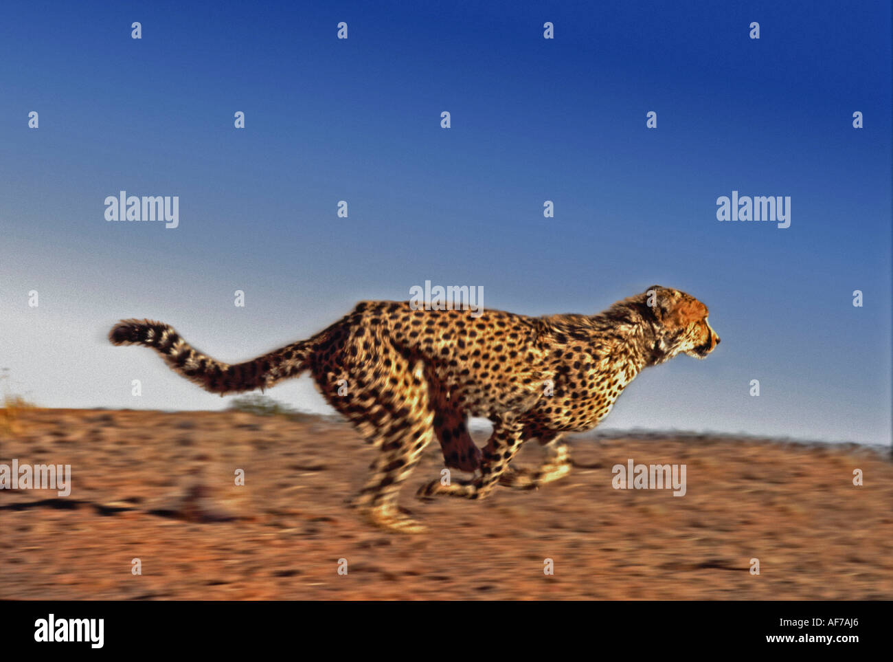 Renn wie der wind -Fotos und -Bildmaterial in hoher Auflösung – Alamy