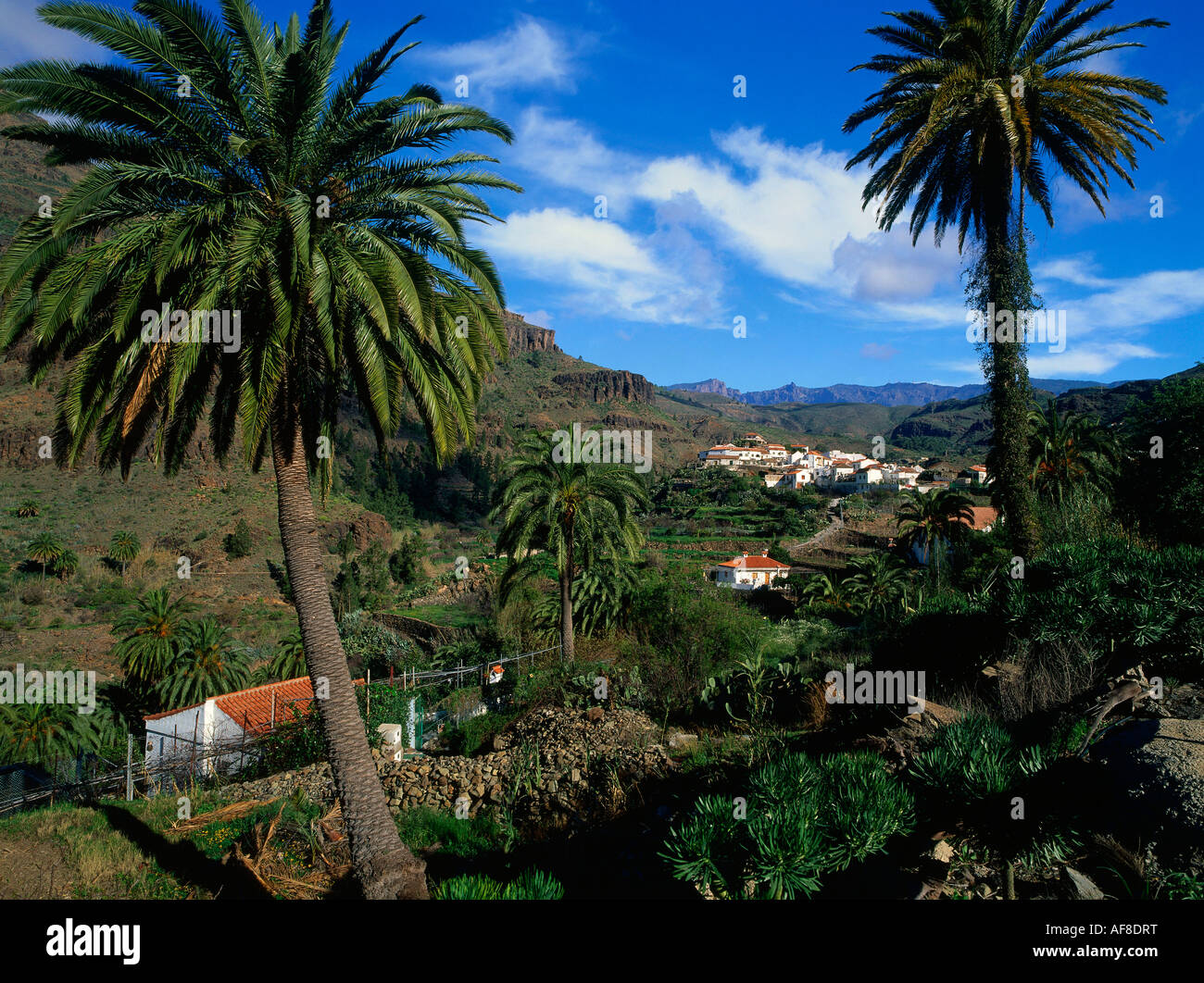 Palm Trees, Fataga, historisches Dorf, Tal der tausend Palmen, Mountain ...