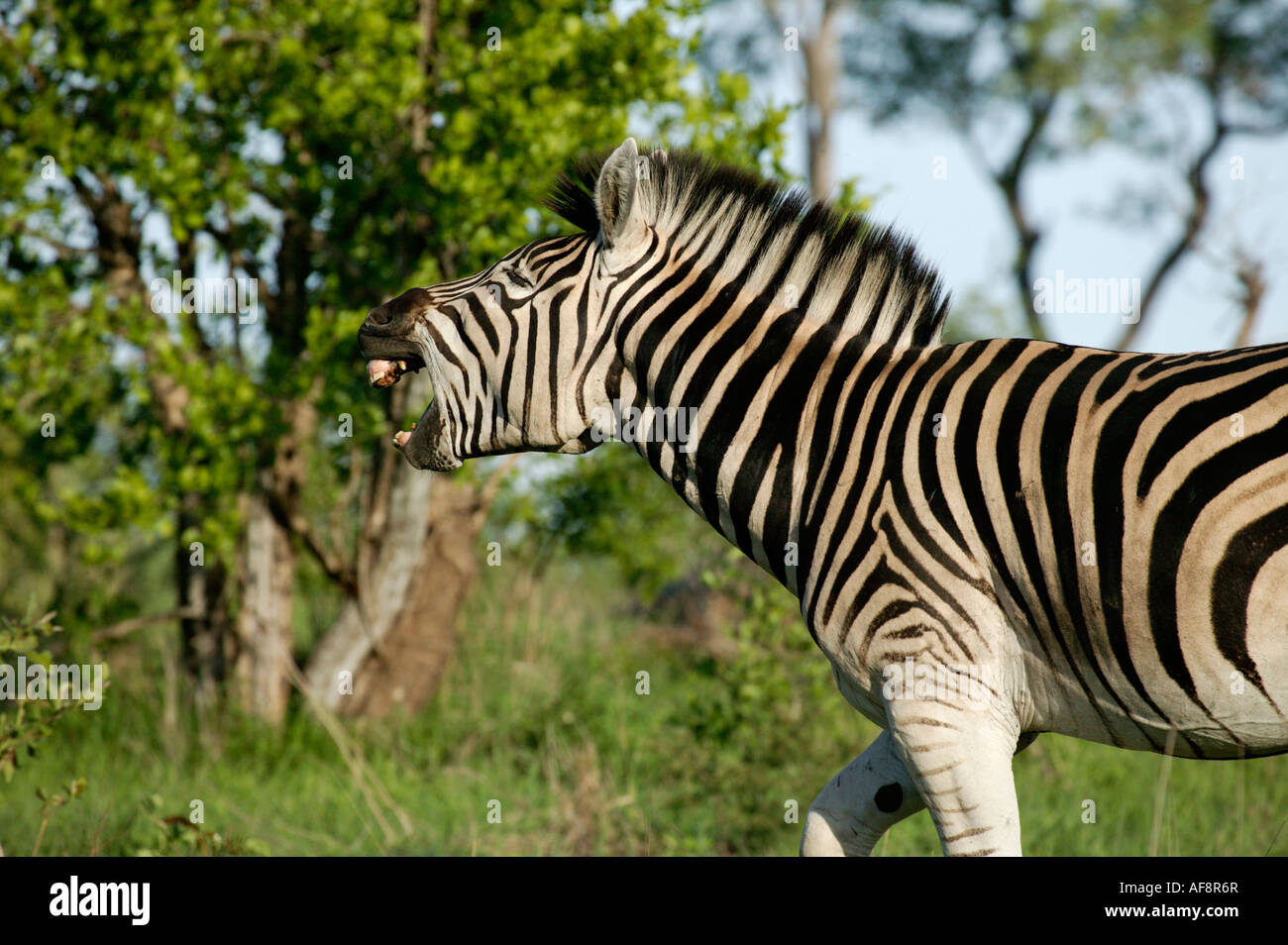 Dentition zebra -Fotos und -Bildmaterial in hoher Auflösung – Alamy