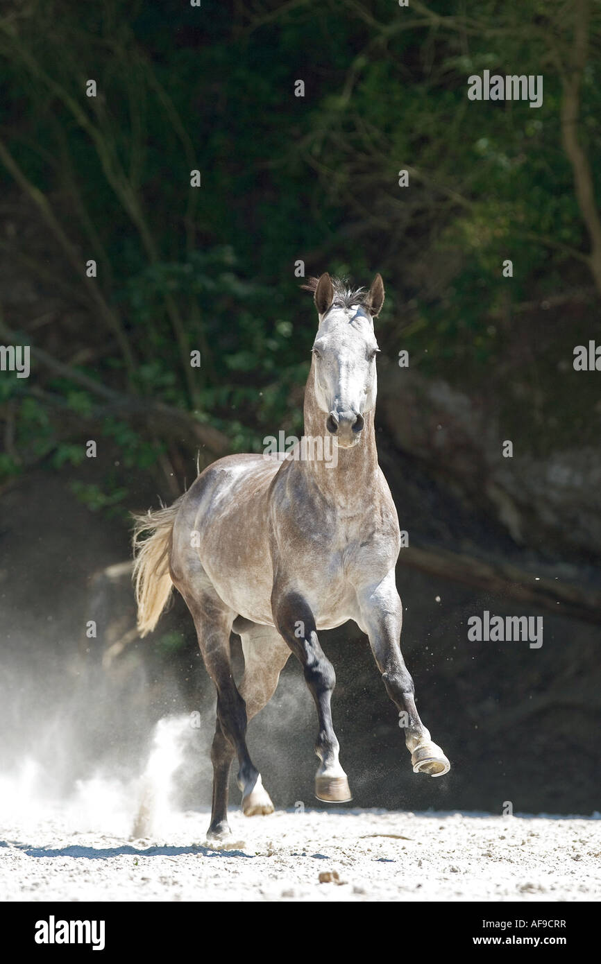 Achal Tekkiner Stockfotos und -bilder Kaufen - Alamy