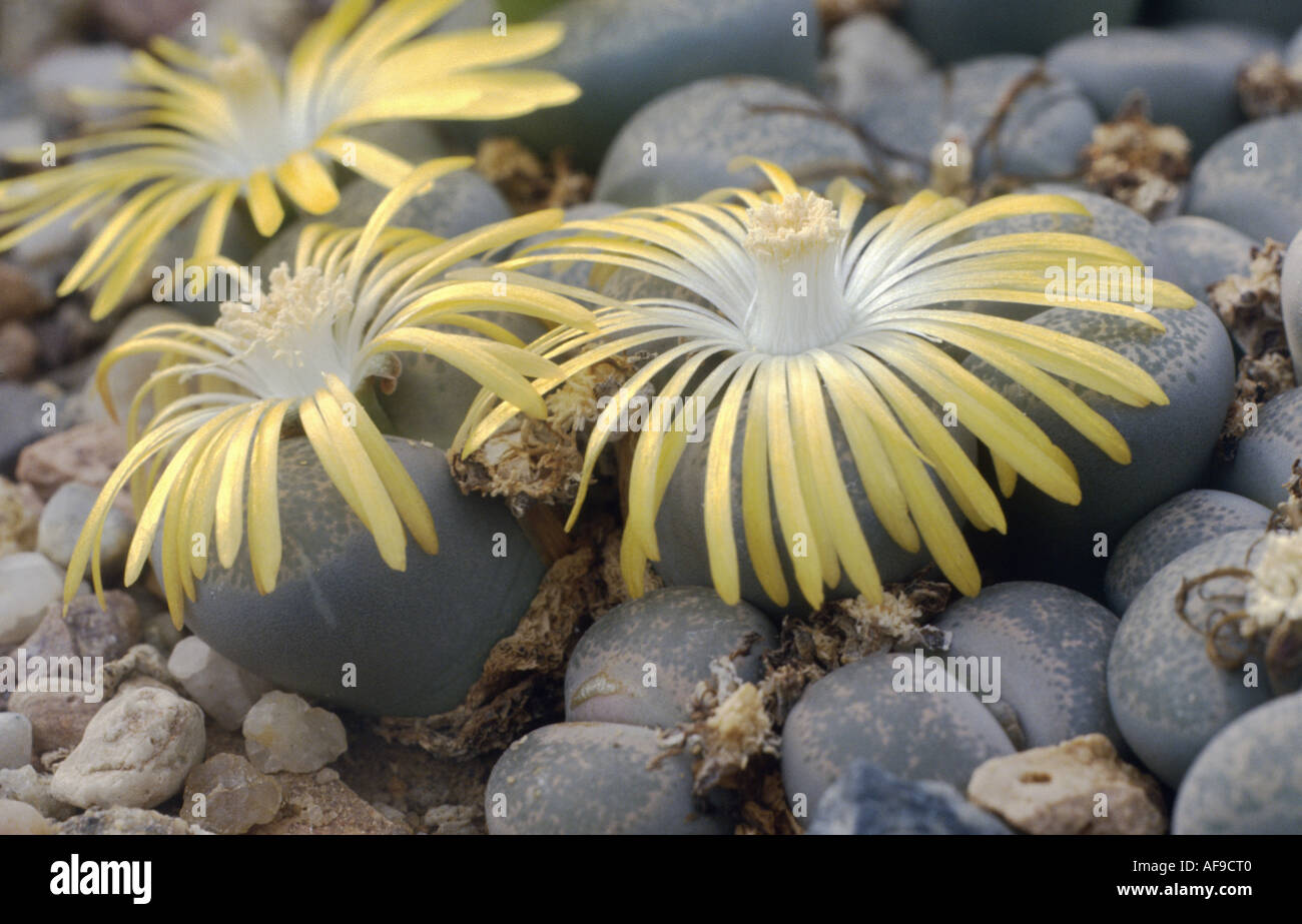 Lithops Localis Stockfotos und -bilder Kaufen - Alamy