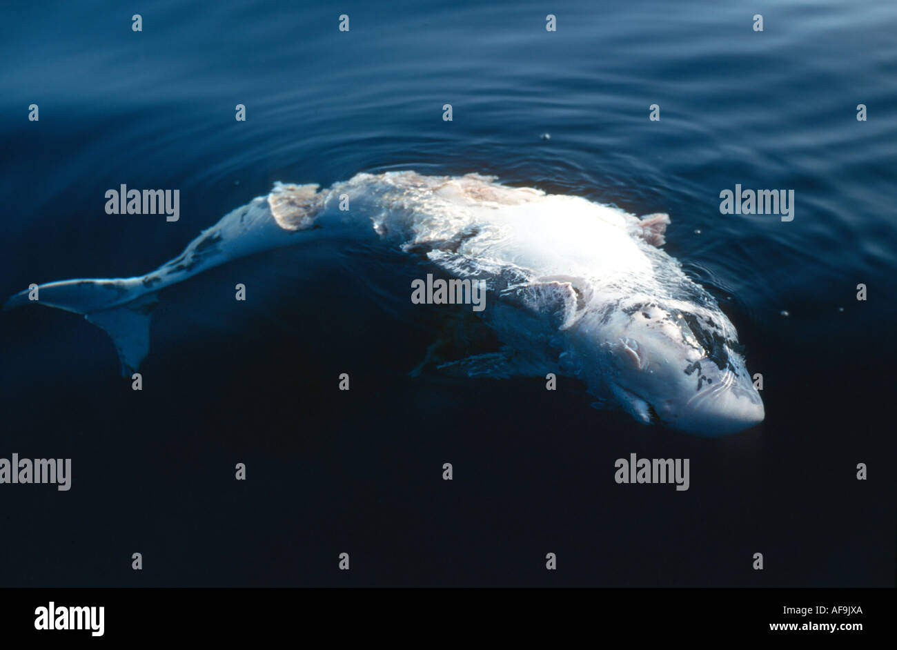 Kogia breviceps -Fotos und -Bildmaterial in hoher Auflösung – Alamy