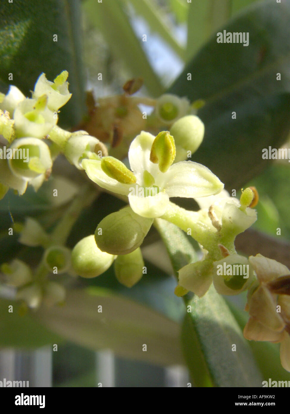 Olivenbaum olea europaea ssp sativa -Fotos und -Bildmaterial in hoher ...